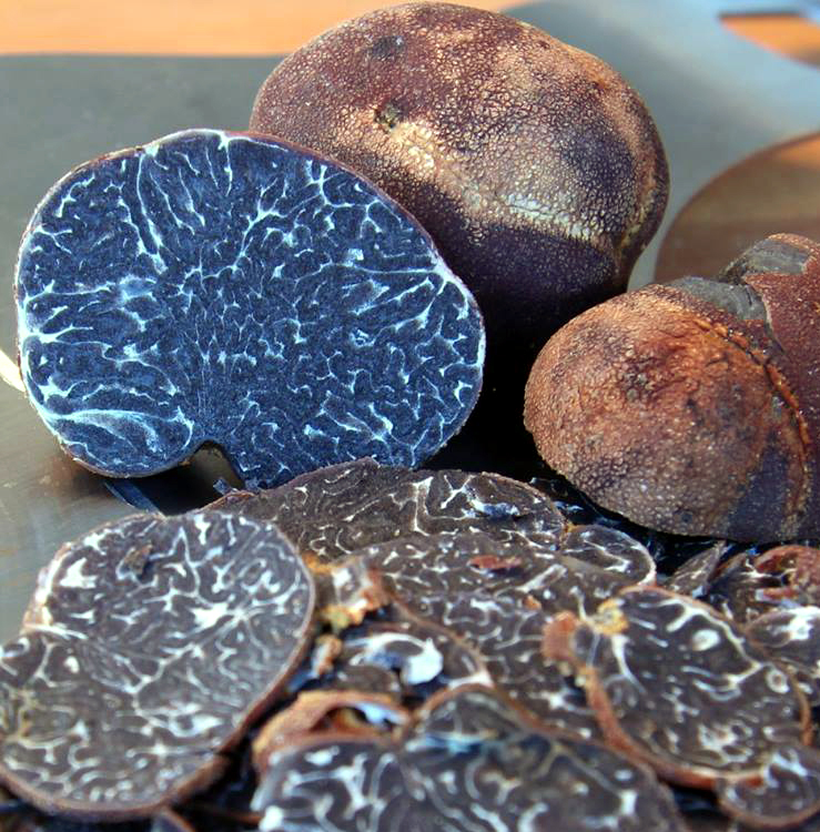 Vers la culture de truffes en Mauricie - L’Hebdo du St-Maurice